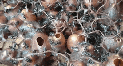 Characteristics and Habitat of Stingless Bees – MyTradeBee