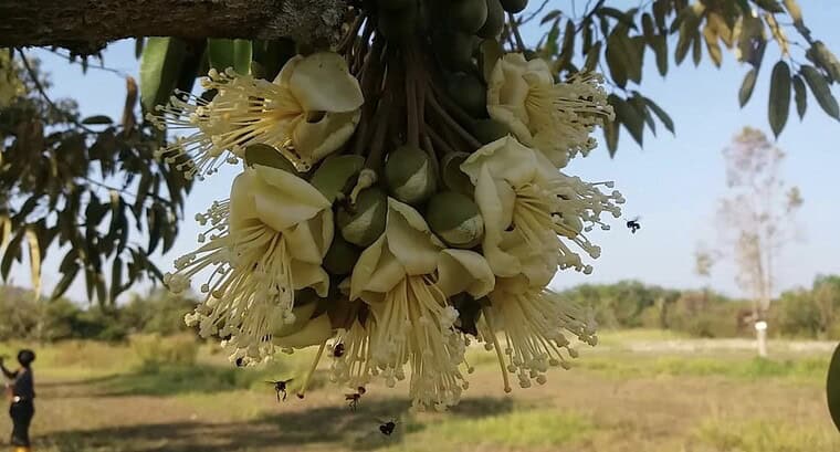 Cara-Cara Penternakan Kelulut – MyTradeBee