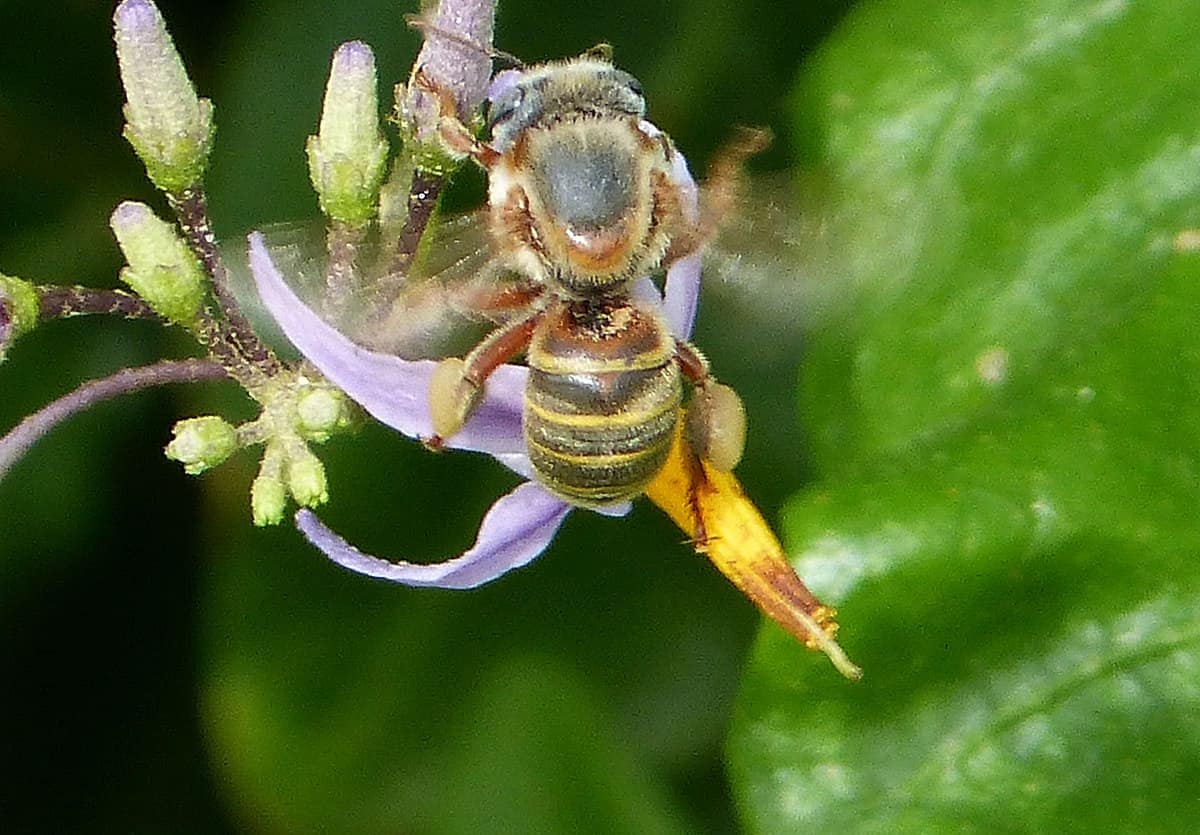 Melipona Beecheii (Hymenoptera, Apidae) foragers deposit a chemical ...