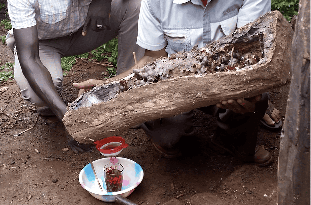 Traditional knowledge and uses of stingless bees (Hymenoptera, Apidae ...