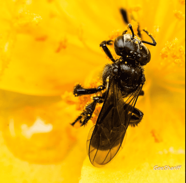 MANUAL PEMELIHARAAN KELULUT (Heterotrigona itama) – MyTradeBee